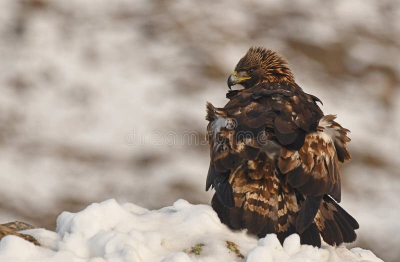 364 Real Eagle Claws Stock Photos - Free & Royalty-Free Stock Photos ...