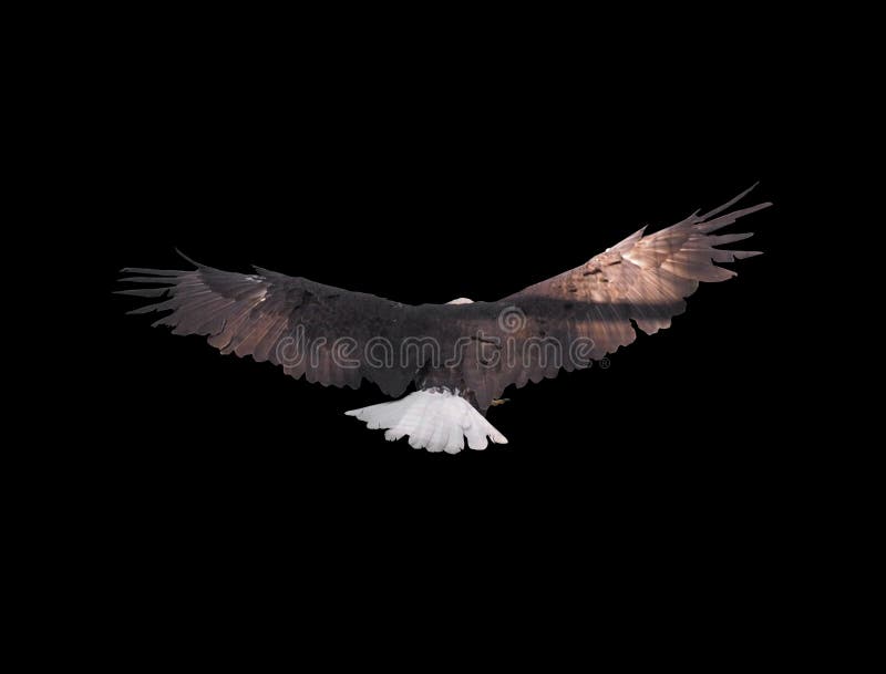 Eagle with Opened Wings Isolated Stock Image - Image of bird, eagle ...
