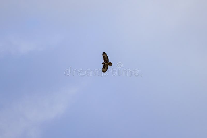 An Eagle with Outstretched Wings Flying Stock Image - Image of predator ...
