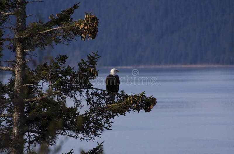 Eagle over Water stock image. Image of tail, summer, tree - 14322289