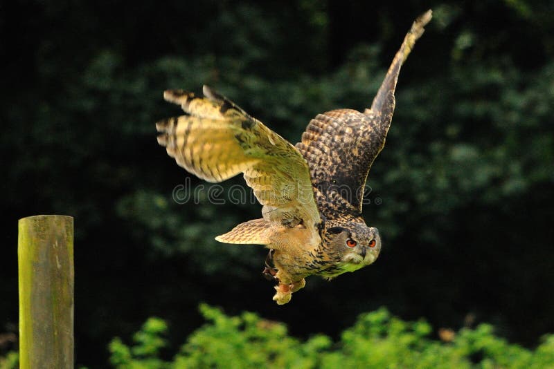 Hawaiian Owl (Pueo) in Flight Stock Image - Image of tropical, bird ...