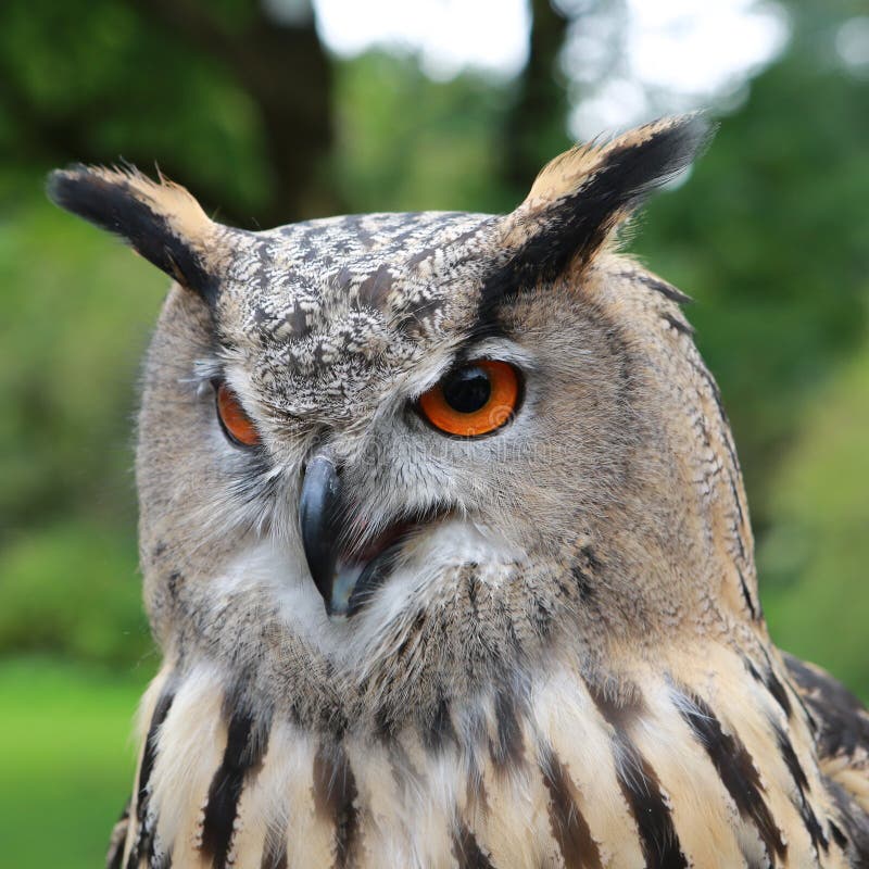 Roots stock photo. Image of loam, flora, branch, cortex - 26546634