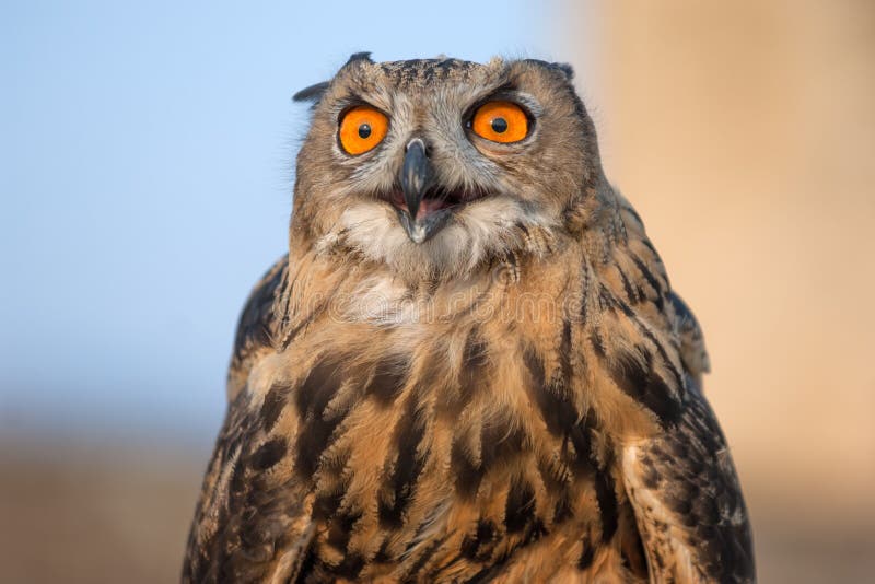 Eagle Owl stock image. Image of hunter, ukraine, night - 29017885