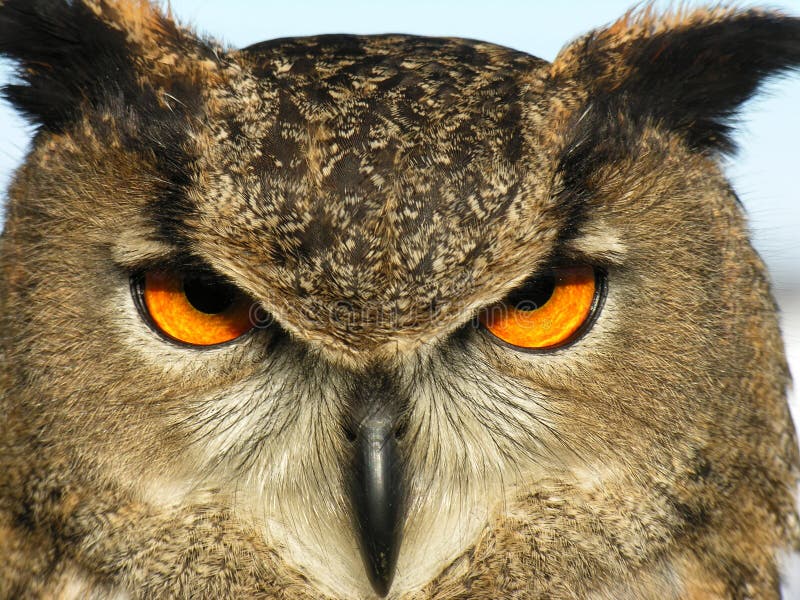 Eagle Owl stock photo. Image of fawn, tufts, beak, talons - 377900