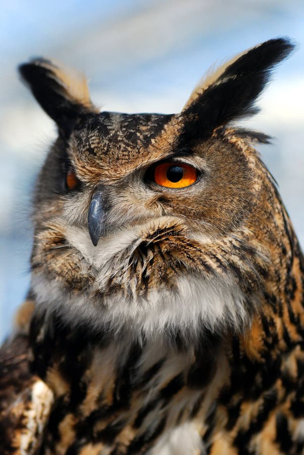Eagle Owl stock photo. Image of prey, authority, british - 8679888