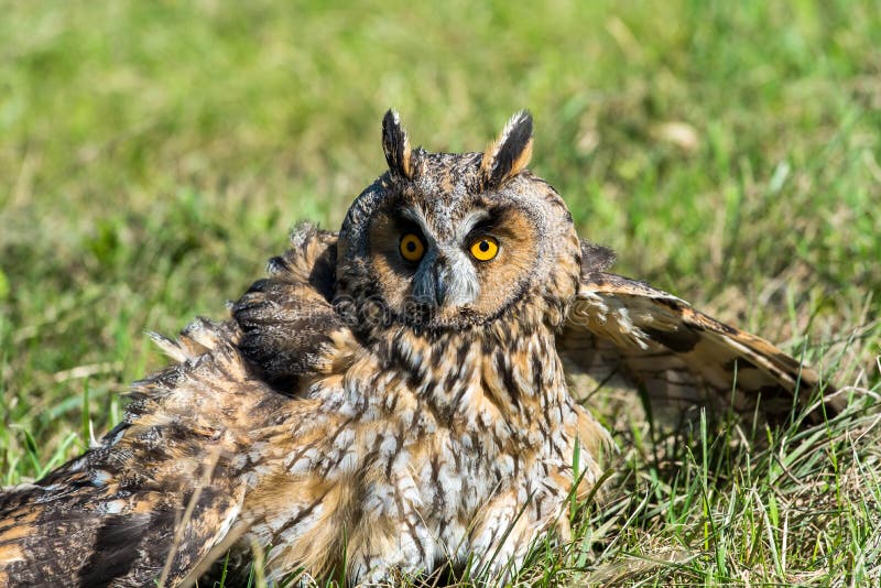 Eagle Broken Wing Stock Photos - Free & Royalty-Free Stock Photos from ...