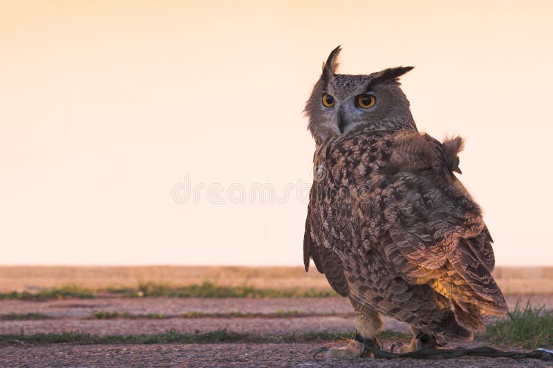 Eagle-owl (back view) stock image. Image of wildlife, wisdom - 2242953
