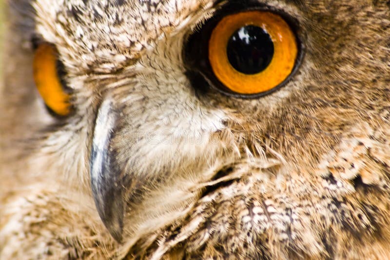 Eagle Owl - Bird of Prey stock photo. Image of prey, animal - 4099592