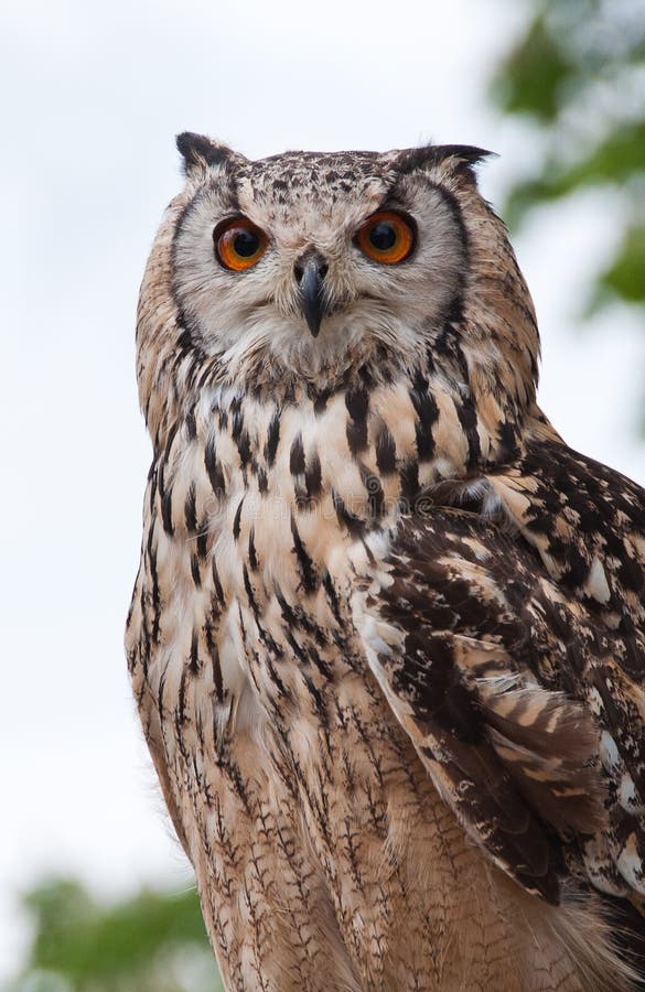 Fierce and Proud Owl stock image. Image of pride, eyes - 5400395
