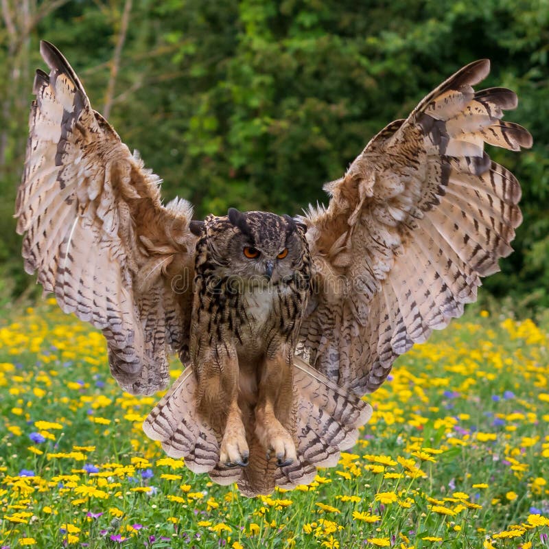 Eagle owl Bubo bubo stock photo. Image of orange, great - 149809238
