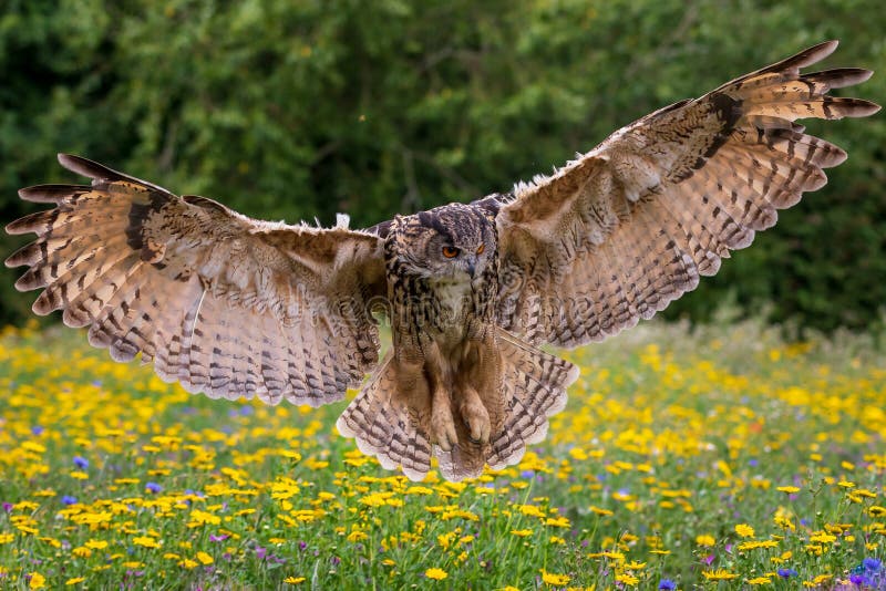 Eagle owl Bubo bubo stock image. Image of falconry, nature - 149815419