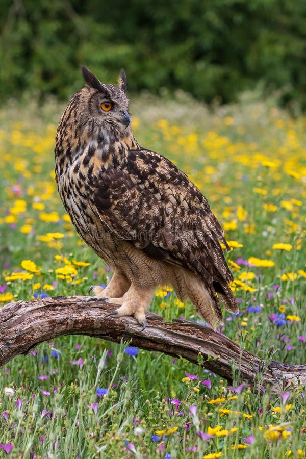 Eagle Owl Bubo Bubo Perched Stock Photo - Image of eagle, kestrel ...