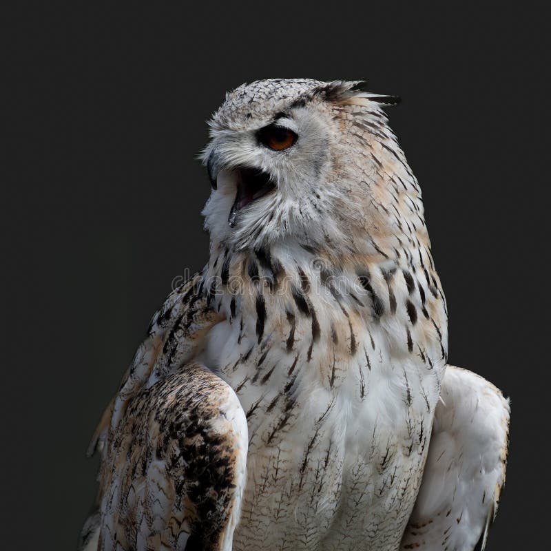 Eagle Owl Calling Loudly from it S Perch Stock Photo - Image of wing ...