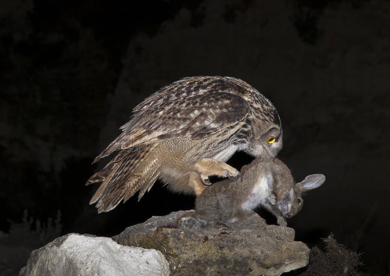Eagle owl stock photo. Image of estrigiforme, eagle, prey - 58940866