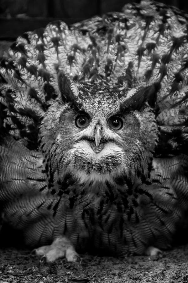 Eagle Owl in defence pose stock photo. Image of protect - 268221202