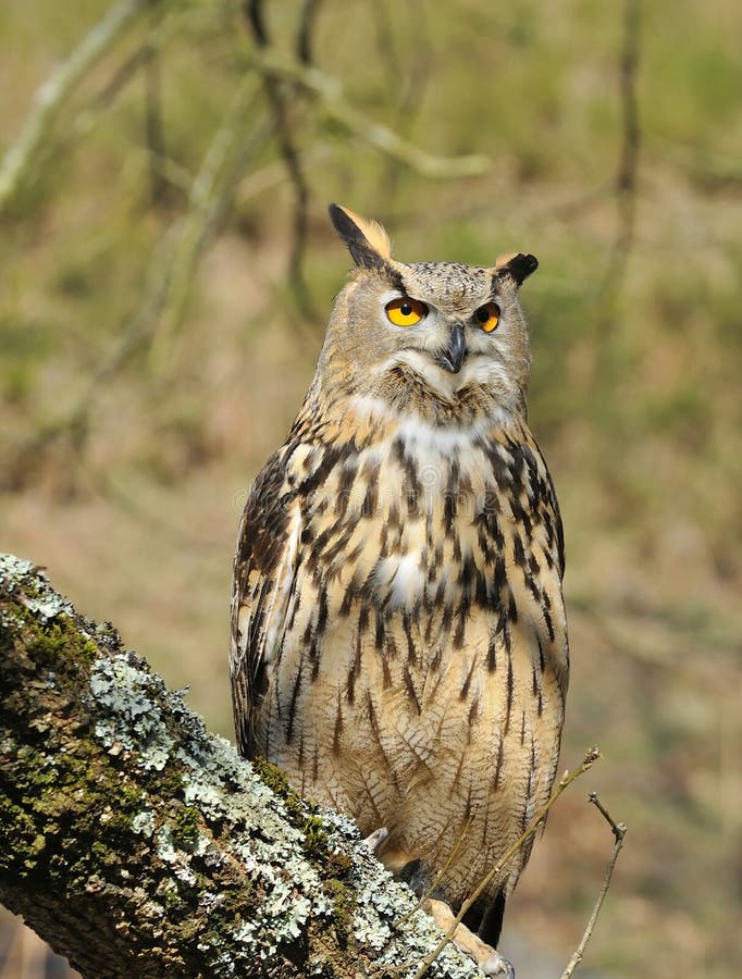 Eagle Owl. stock photo. Image of raptor, plumage, wildlife - 38437674