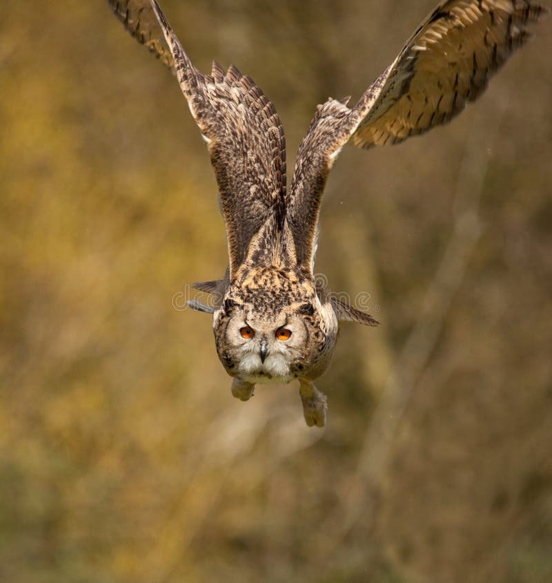 Eagle Owl in Flight 3 stock image. Image of flying, nature - 14074317