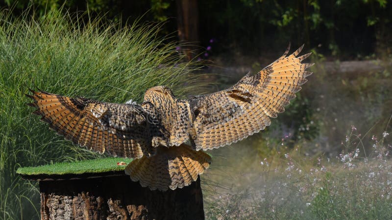 Eagle owl that is flying stock photo. Image of brown - 161689044