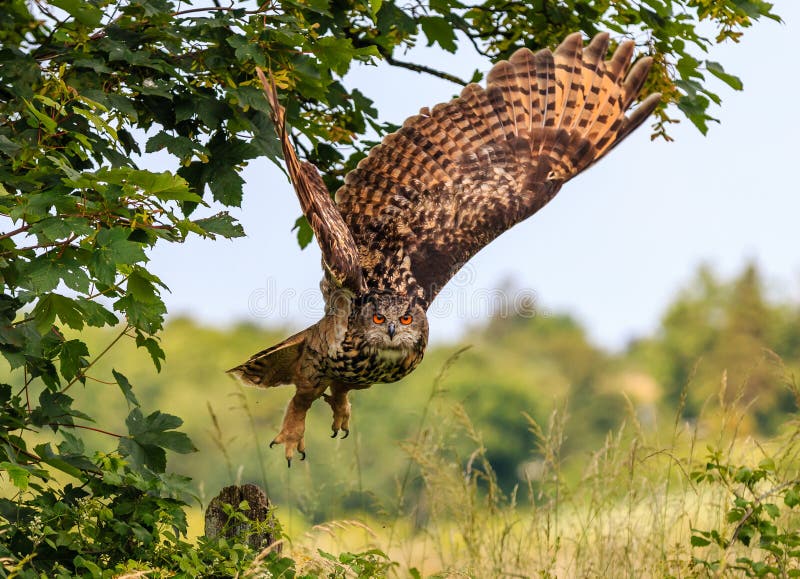 Eagle Owl Flying Over a Meadow Stock Image - Image of avian, flying ...