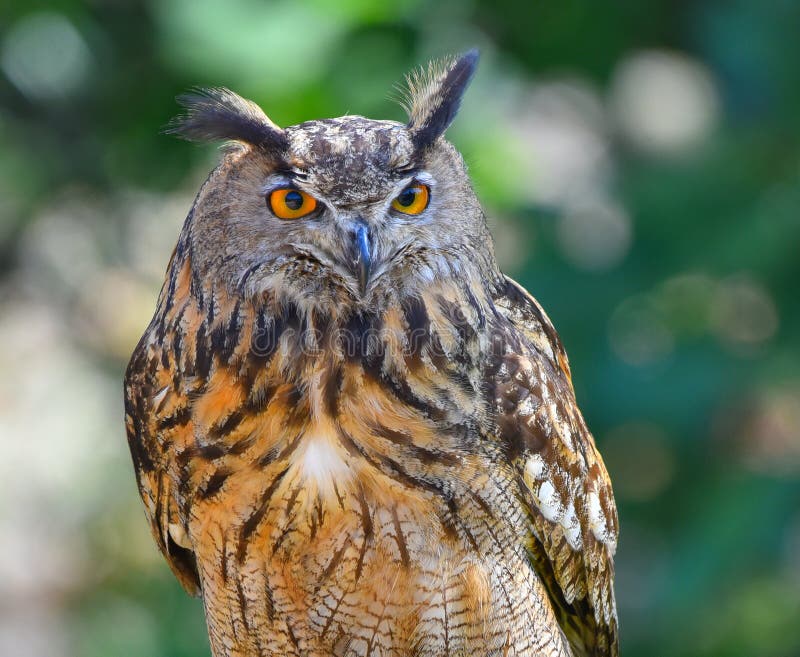 Eagle owl stock image. Image of eagleowl, eurasian, black - 87578869