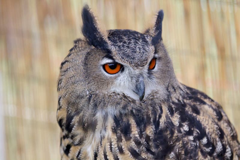 Horned Eagle Owl stock image. Image of wings, training - 19773841