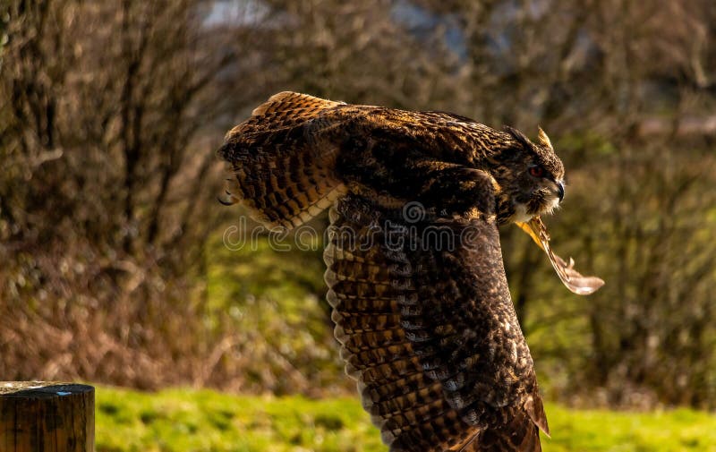 Eagle owl on the hunt stock photo. Image of hawk, nature - 244203560