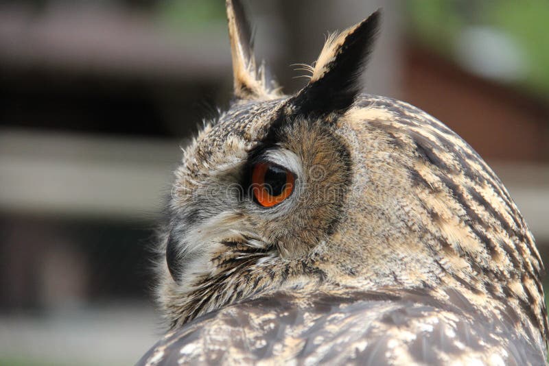 Eagle owl stock photo. Image of protection, night, raid - 50710124