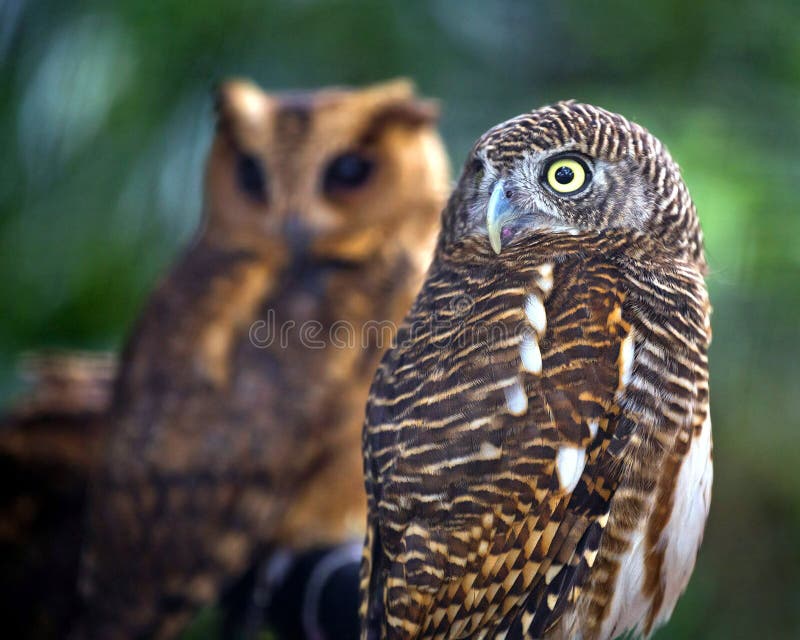 Eagle Owl with Large Round Yellow Eyes Stock Image - Image of portrait ...