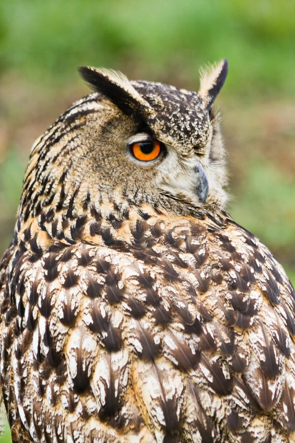 Eagle owl looking backward stock photo. Image of vertical - 14500658