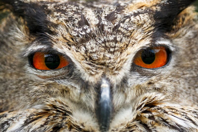 Owl With Red Eyes Creepy
