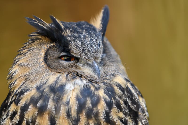 Eagle Owl Winking stock image. Image of carnivore, isolated - 215705215