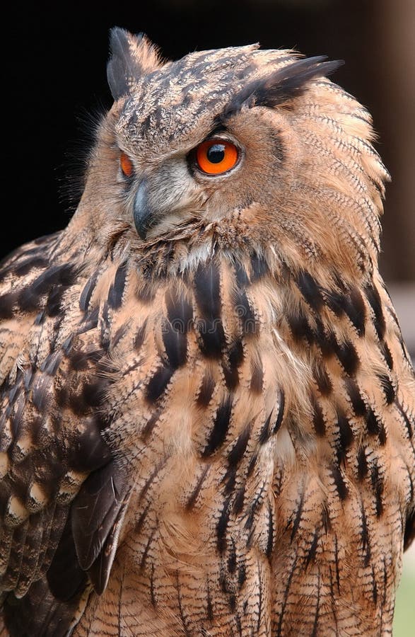 Eagle owl stock photo. Image of wildlife, feathers, single - 32030102