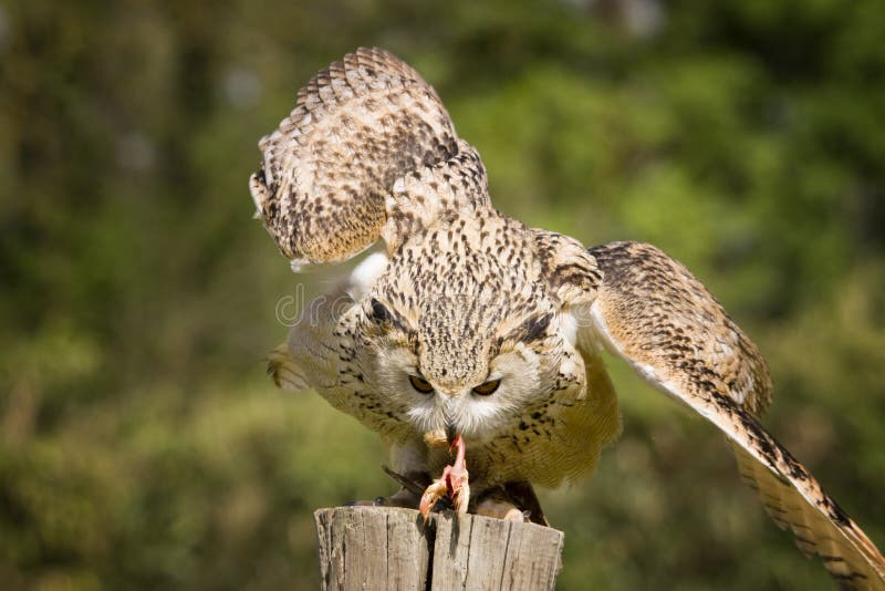 Eagle owl with prey stock photo. Image of prey, great - 31517508