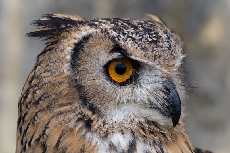 Eagle-Owl Searching for Prey Stock Photo - Image of detail, feathered ...