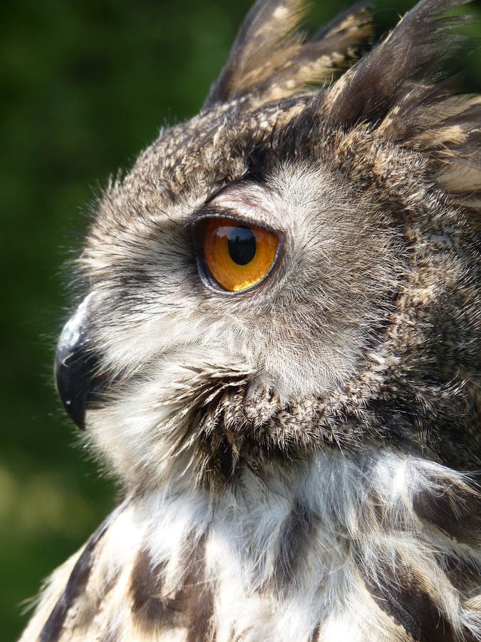 Eagle owl side view stock photo. Image of daylight, cream - 29694534