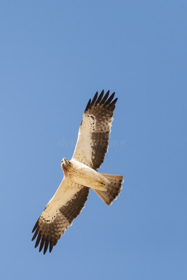 Eagle Pateado, Dwergarend, Pennatus De Hieraaetus Imagen de archivo ...