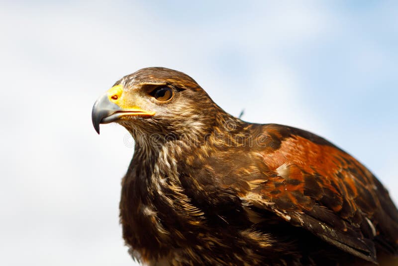 Eagle in Hand stock image. Image of soar, winner, achievement - 24632643