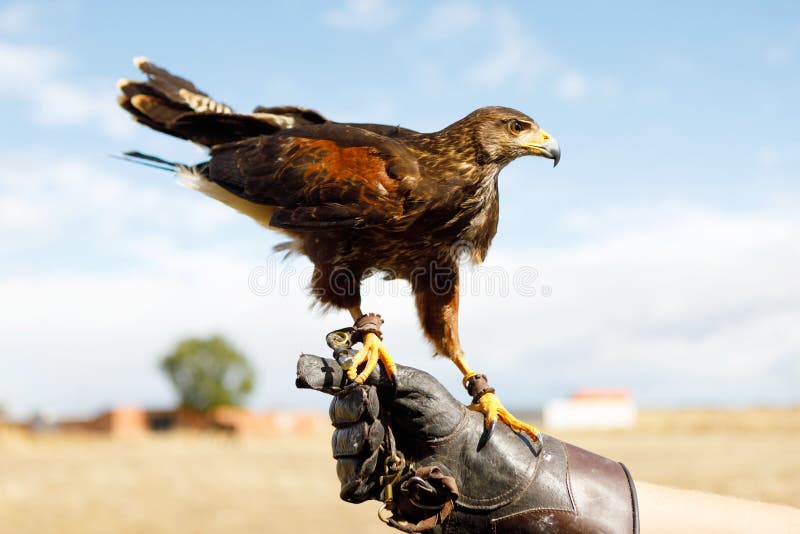 Eagle Perched on the Man`s Hand Stock Photo - Image of eagle, tradition ...