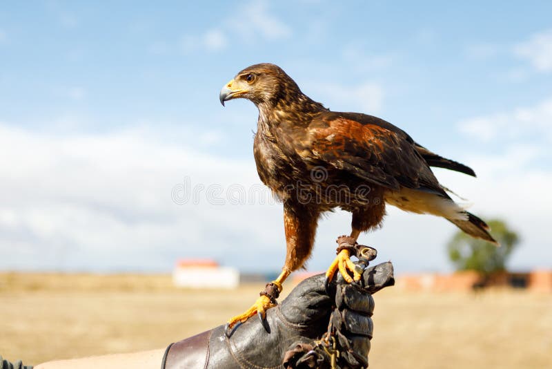 Eagle Perched on the Man`s Hand Stock Photo - Image of beak, travel ...