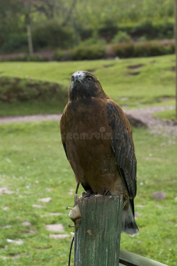 Eagle stock image. Image of peruvian, peru, wildlife - 96093743
