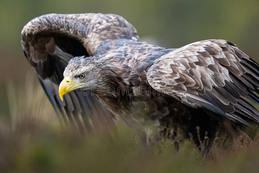 Eagle portrait in the bog stock photo. Image of closeup - 356677074