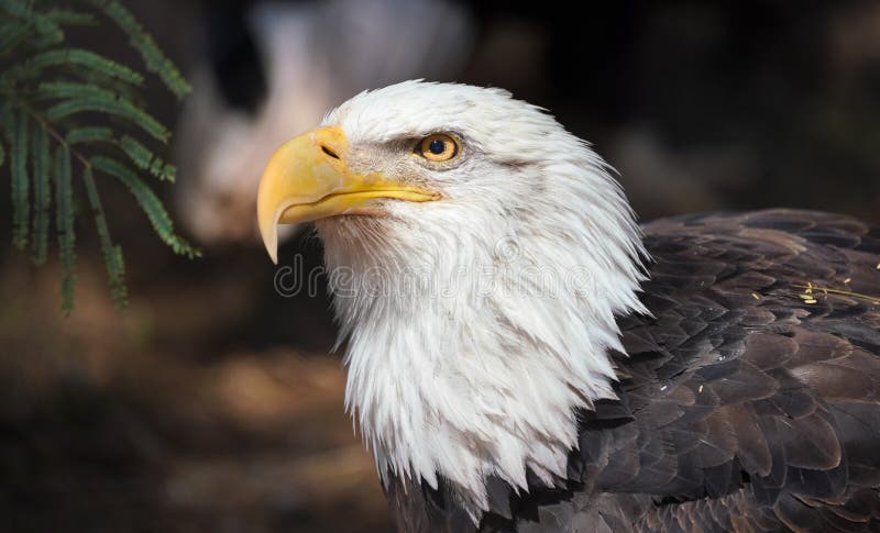 Eagle Portrait Calvo En Forest Background Oscuro Foto de archivo ...