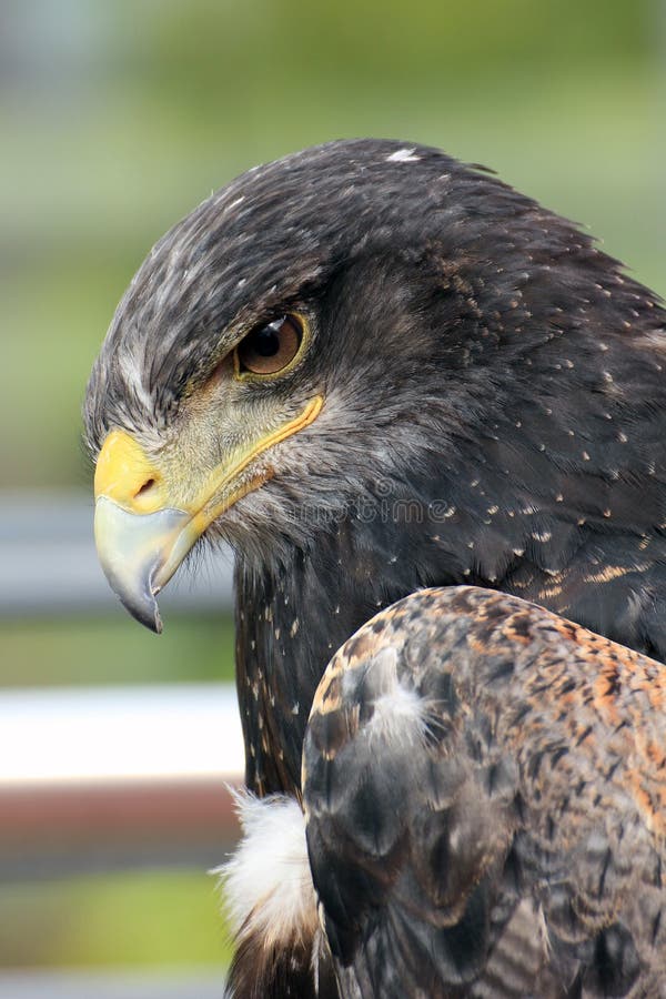 Eagle portrait stock photo. Image of portrait, black - 48344826