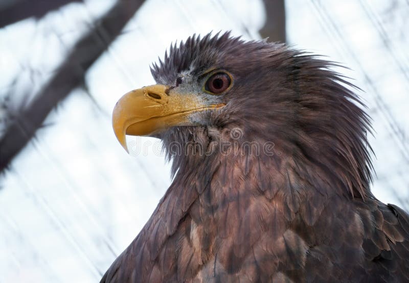 Bald Eagle Looking Right stock photo. Image of feathers - 1048658