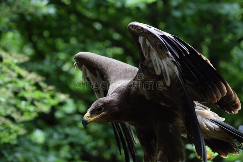 Eagle Raised Wings Stock Photos - Free & Royalty-Free Stock Photos from ...