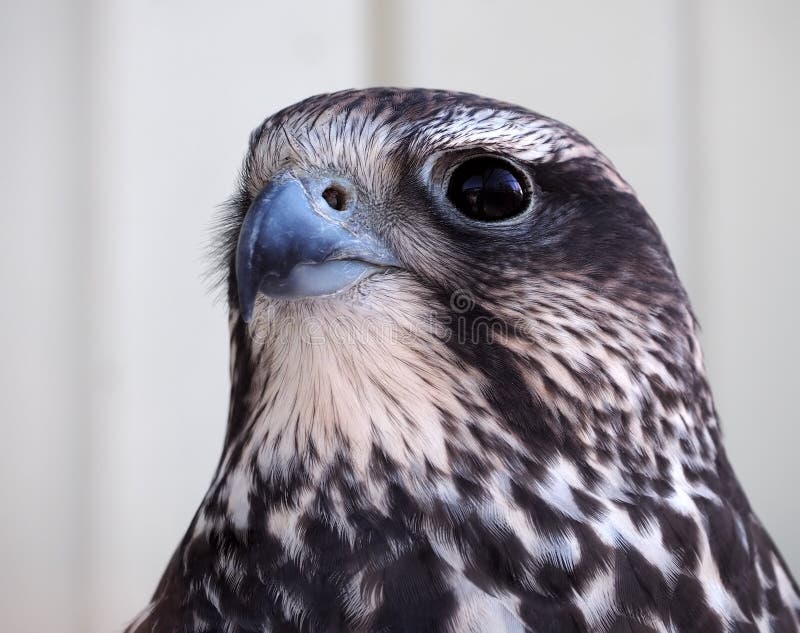392 Bald Eagle Side Portrait Stock Photos - Free & Royalty-Free Stock ...