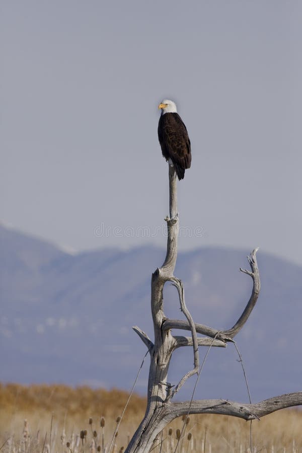 Eagle Post stock photo. Image of predator, eagle, wild - 10714720