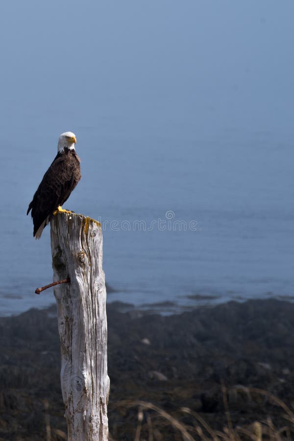 Eagle on a Post stock image. Image of predator, beak - 229118233