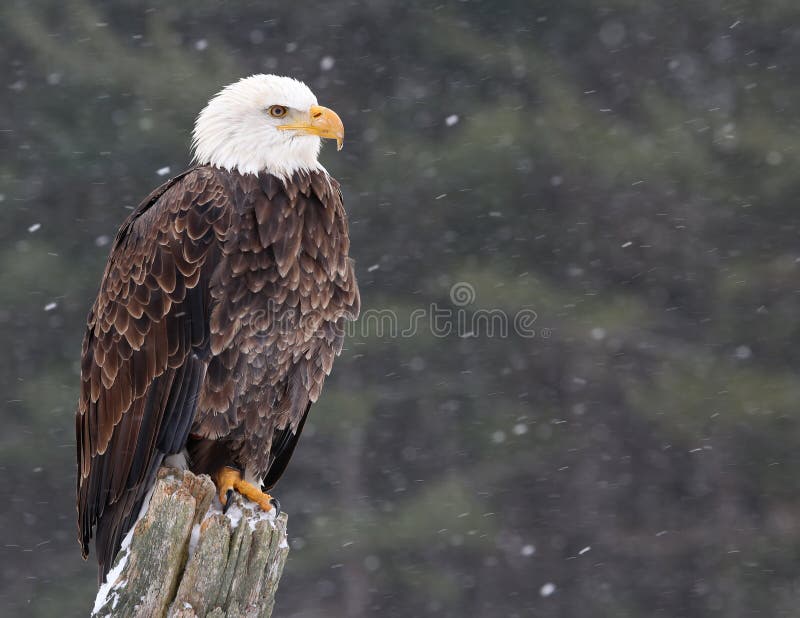 Bald Eagle Standing on a Fence, Grand Teton Stock Photo - Image of ...