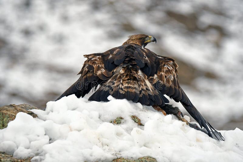 364 Real Eagle Claws Stock Photos - Free & Royalty-Free Stock Photos ...